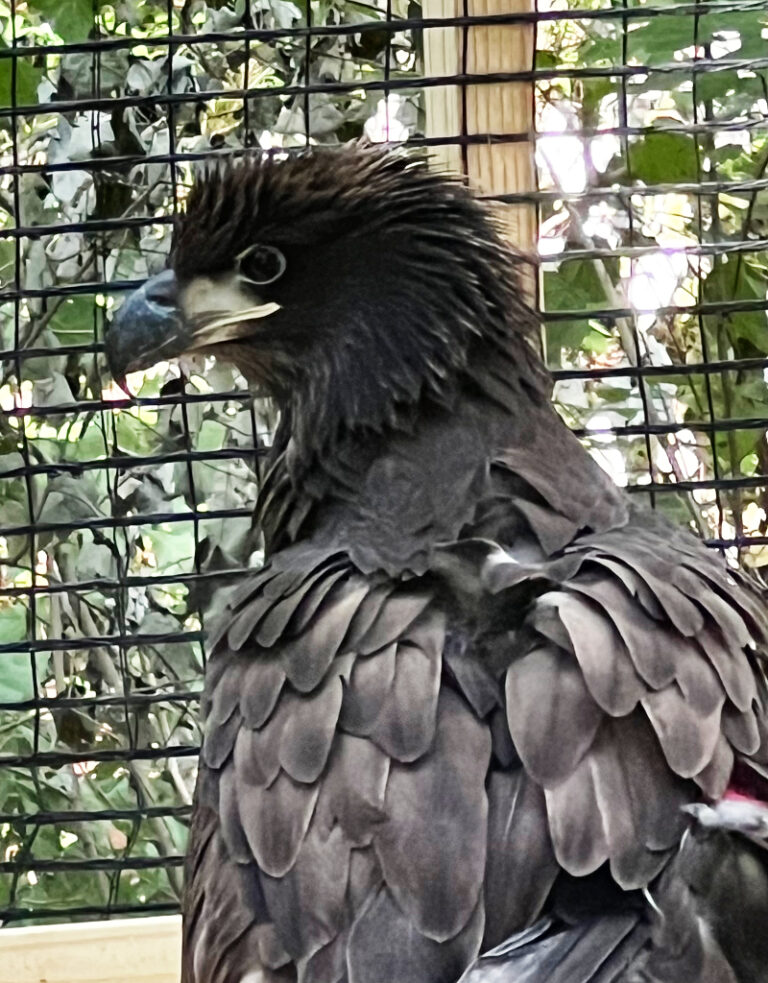 Birds of Prey Nature Programs - Historic Banning Mills